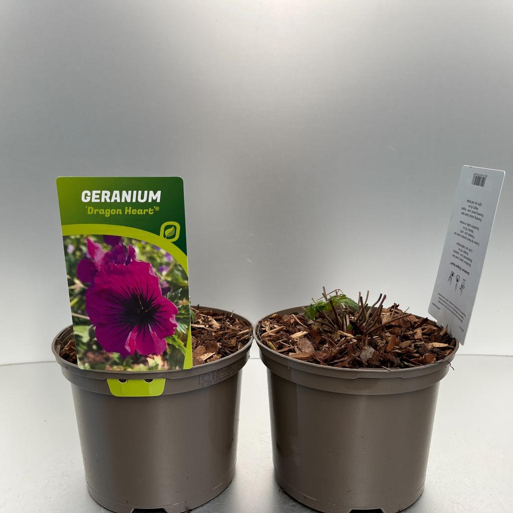 Plantline | Geranium Dragon Heart P17 (2 Ltr)