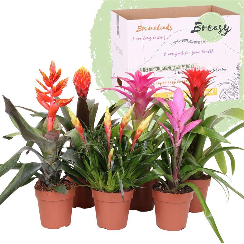 PlantLine | Houseplants Flowering